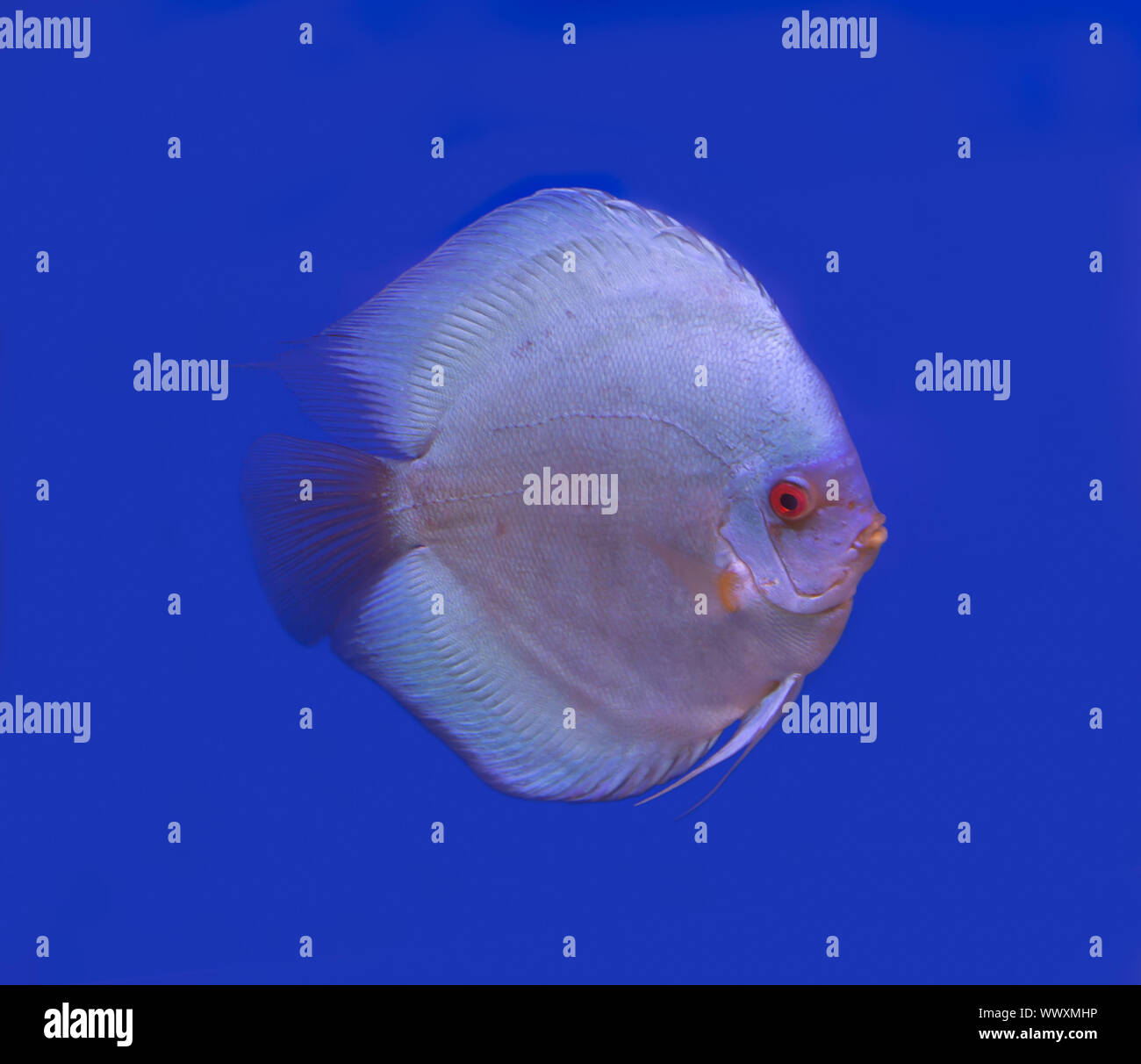 Blue diamond discus fish on blue background Stock Photo - Alamy