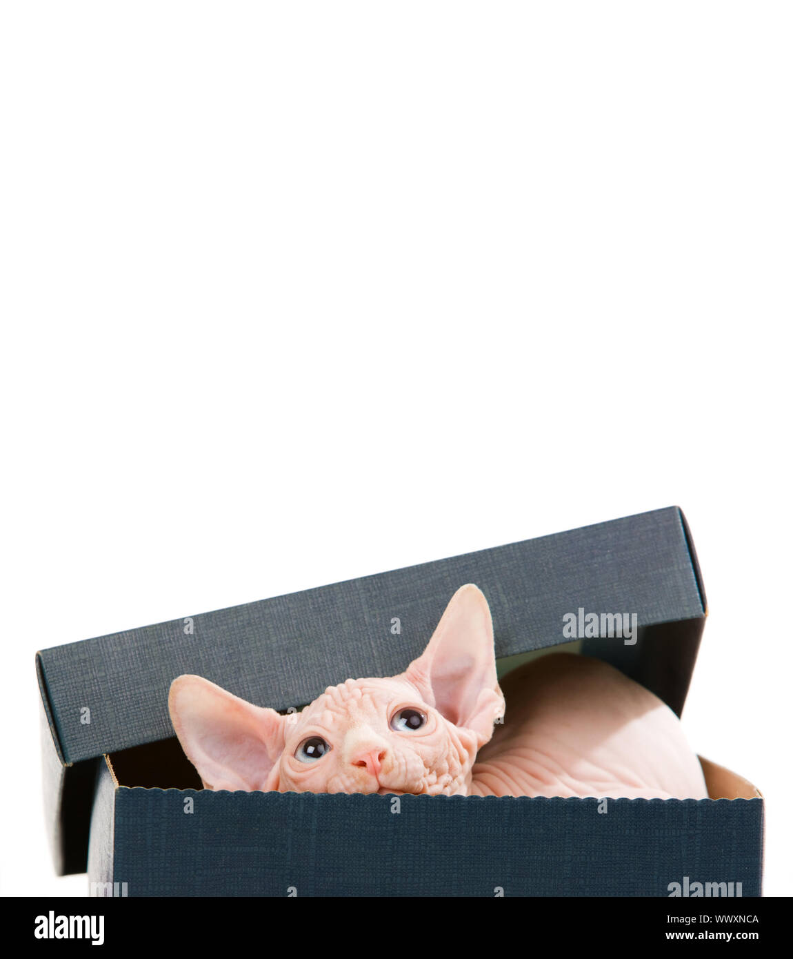 Cute adorable sphinx kitten in a playful mode Stock Photo - Alamy