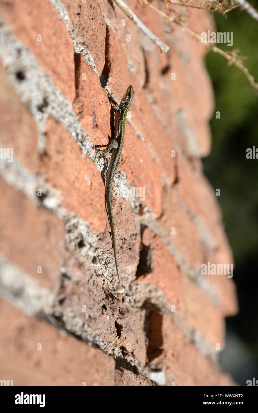 Wall lizard in Sicily Stock Photo - Alamy