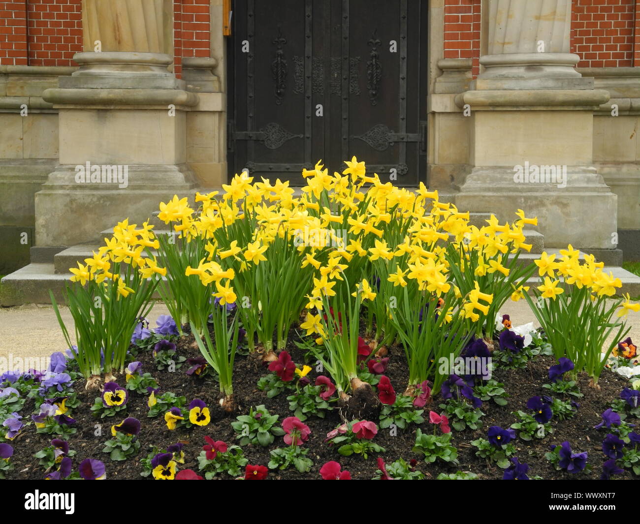 Jonquils High Resolution Stock Photography and Images - Alamy
