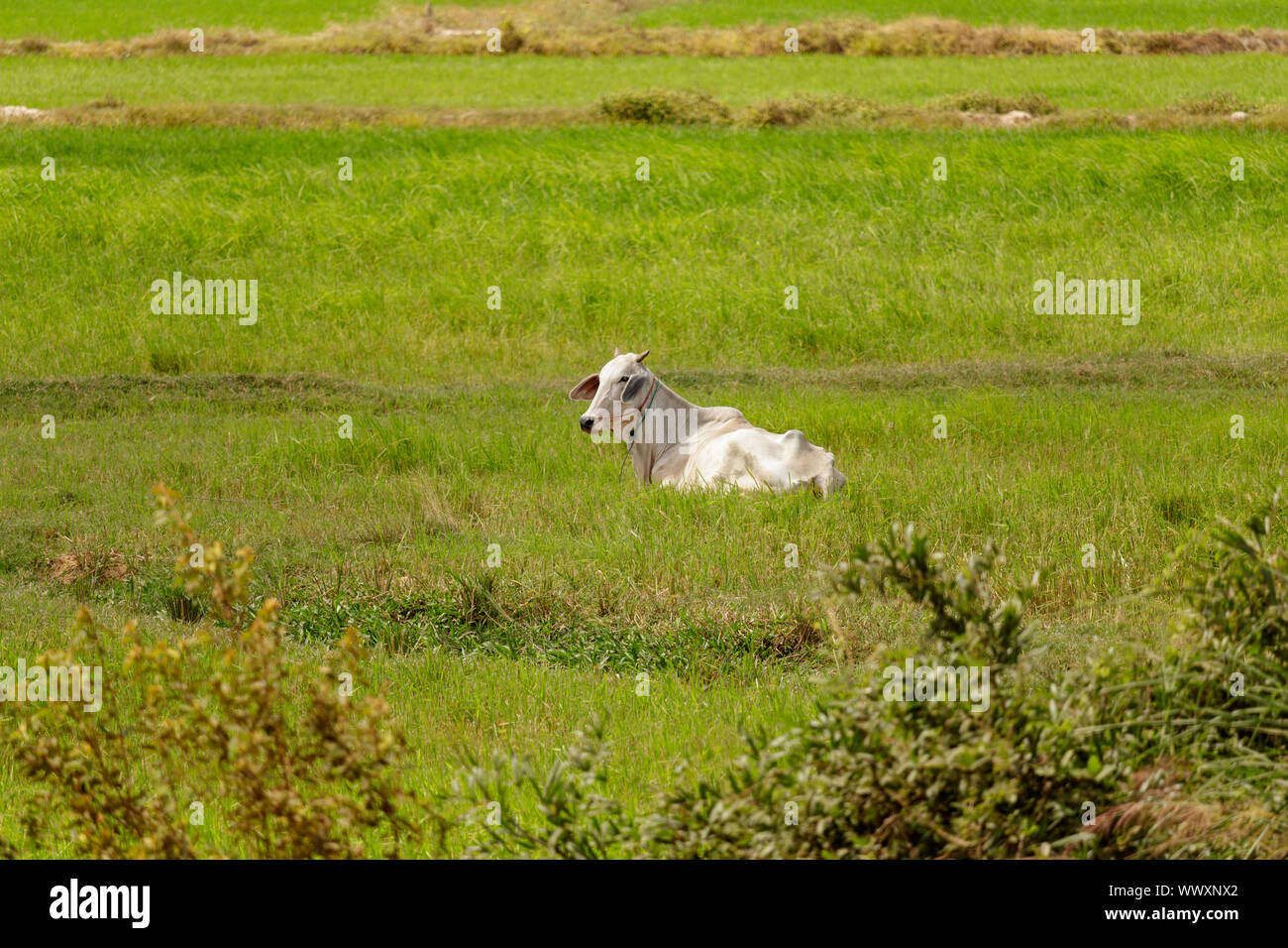 Lone white figure hi-res stock photography and images - Alamy