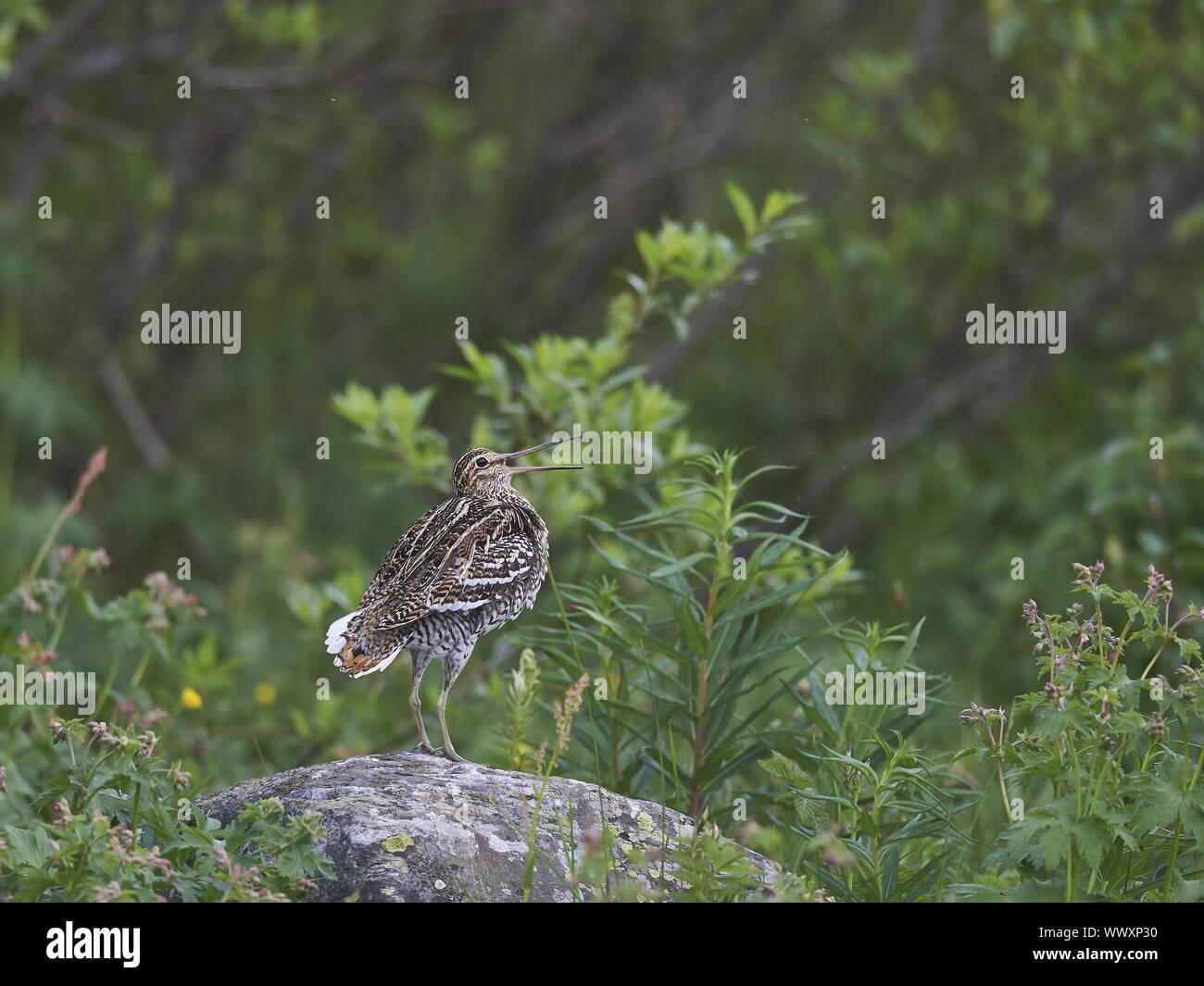 Great snipe hi-res stock photography and images - Alamy