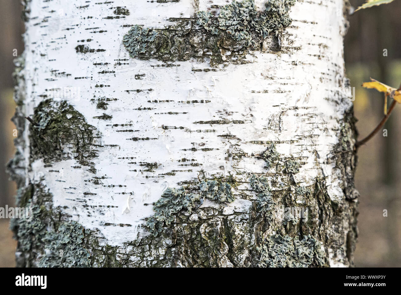 The trunk of the white birch closeup Stock Photo - Alamy