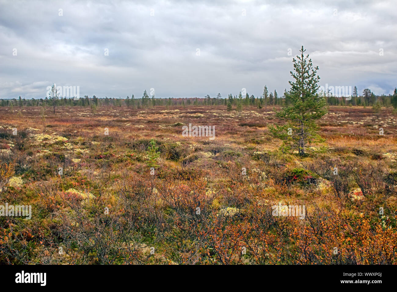 autumn forest and bog Stock Photo - Alamy