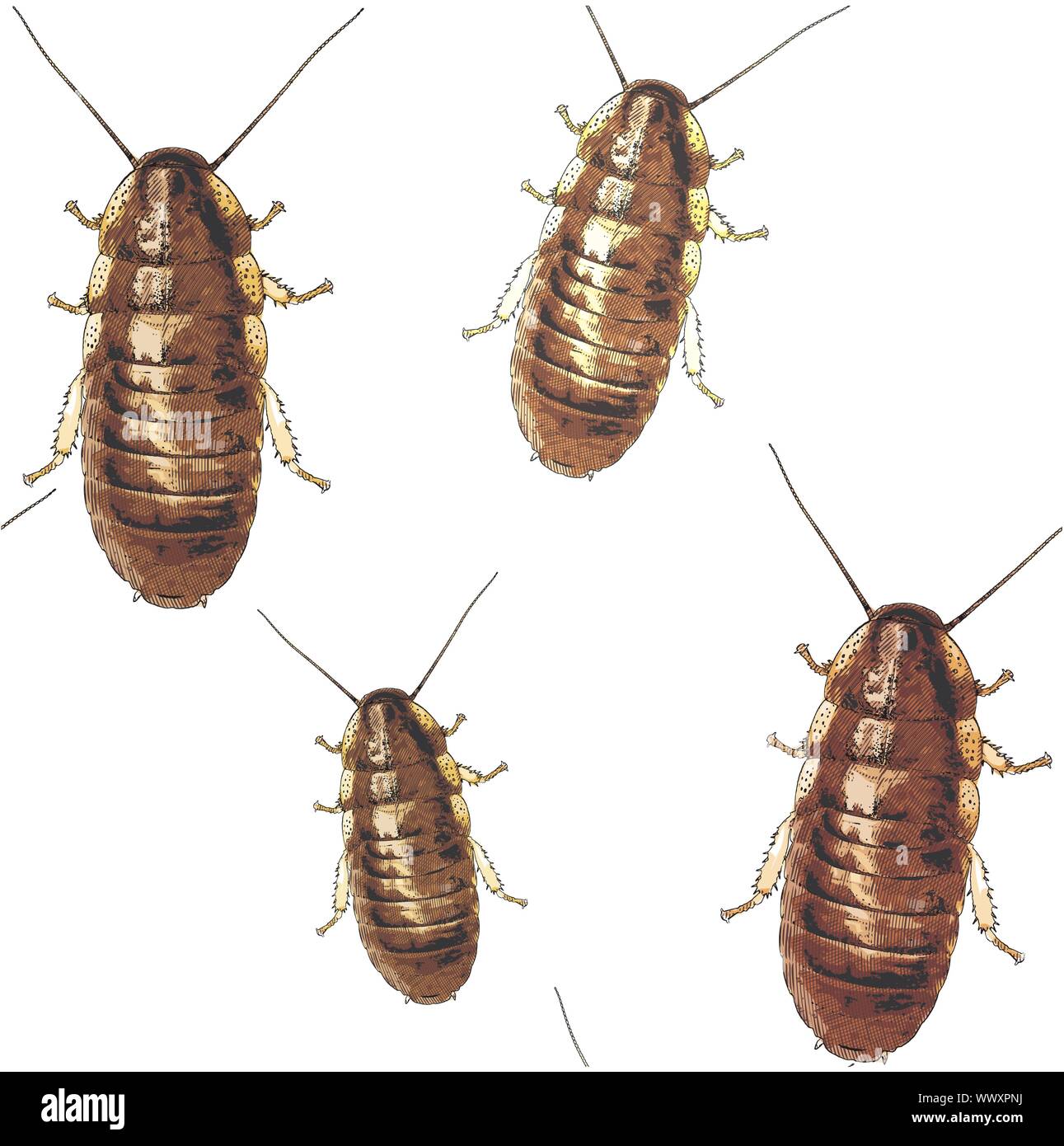 Cockroaches drawing Cut Out Stock Images & Pictures - Alamy