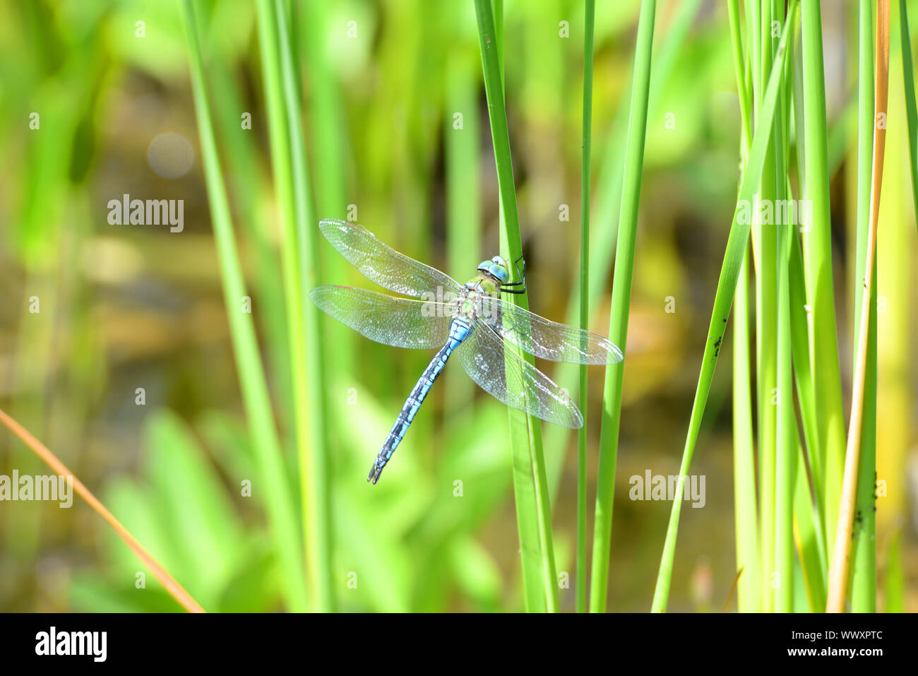 Great King Dragonfly Stock Photo - Alamy