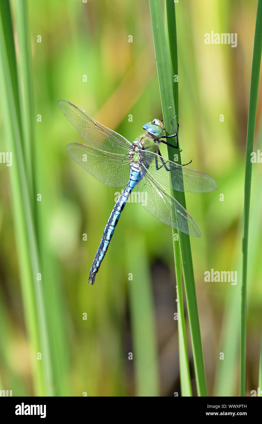 Great King Dragonfly Stock Photo - Alamy