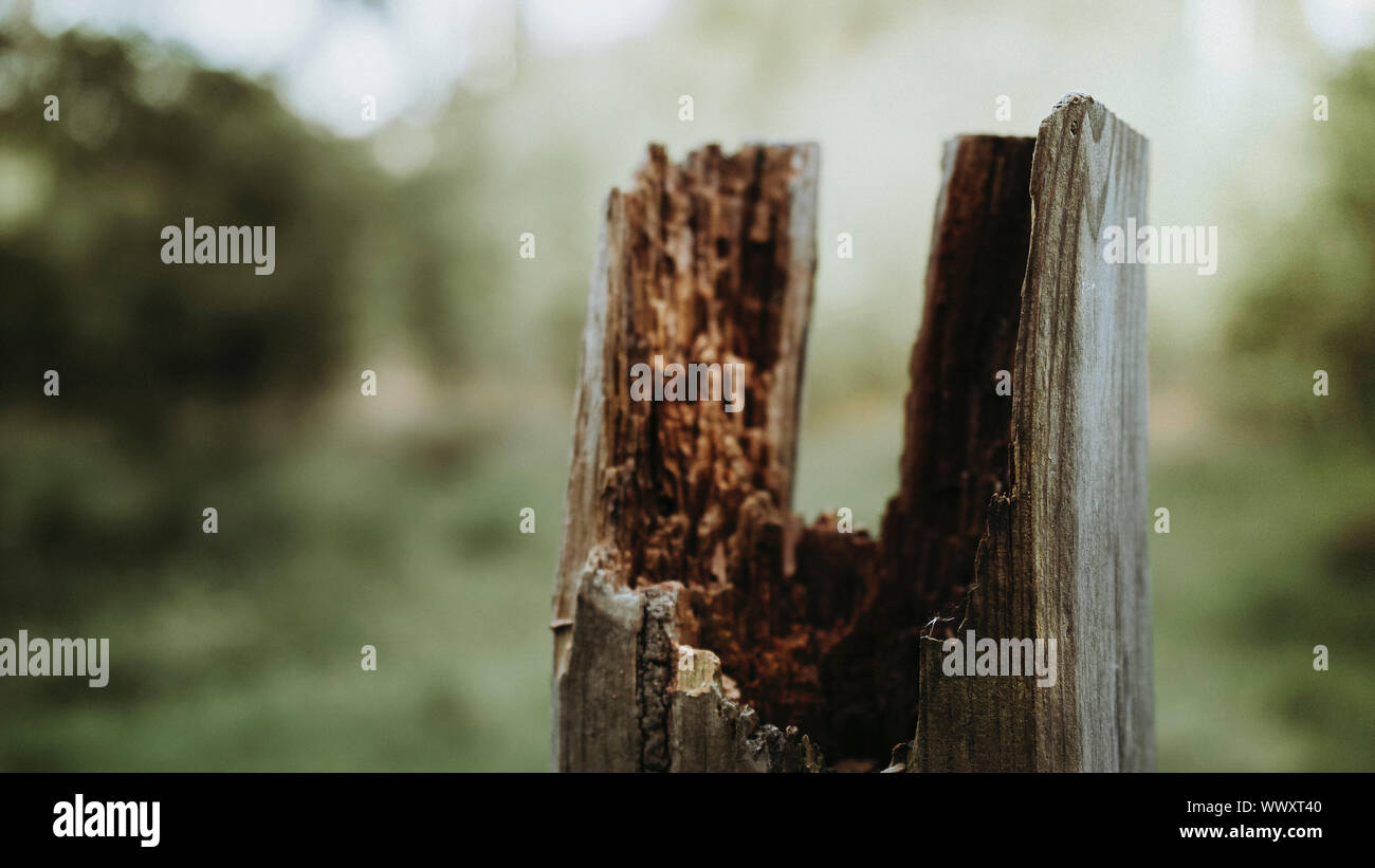 Close shot of a piece of wood decomposed by the passage of time Stock ...