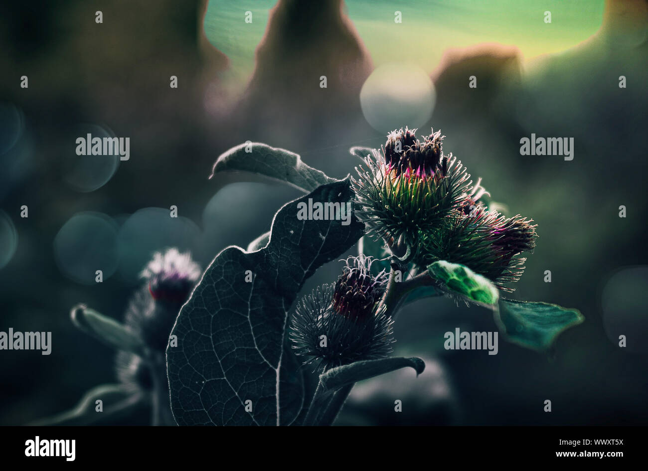 Liver flower blossom hi-res stock photography and images - Alamy