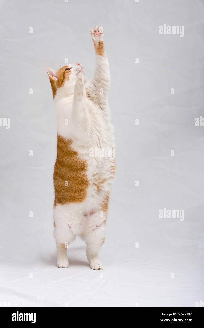 White with orange cat standing and trying to grab something, isolated ...