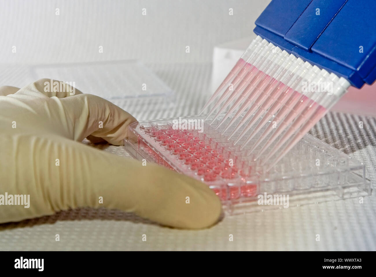 Scientist using blue multi-channel pipet for pipetting a 96 well plate ...