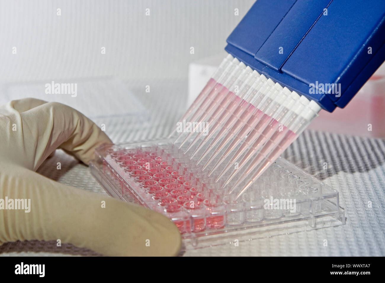Scientist using blue multi-channel pipet for pipetting a 96 well plate ...