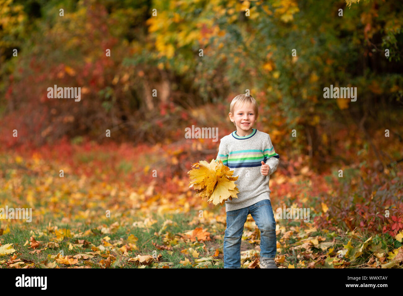 Happy little boy gathering autumn leaves in the park in autumn Stock ...