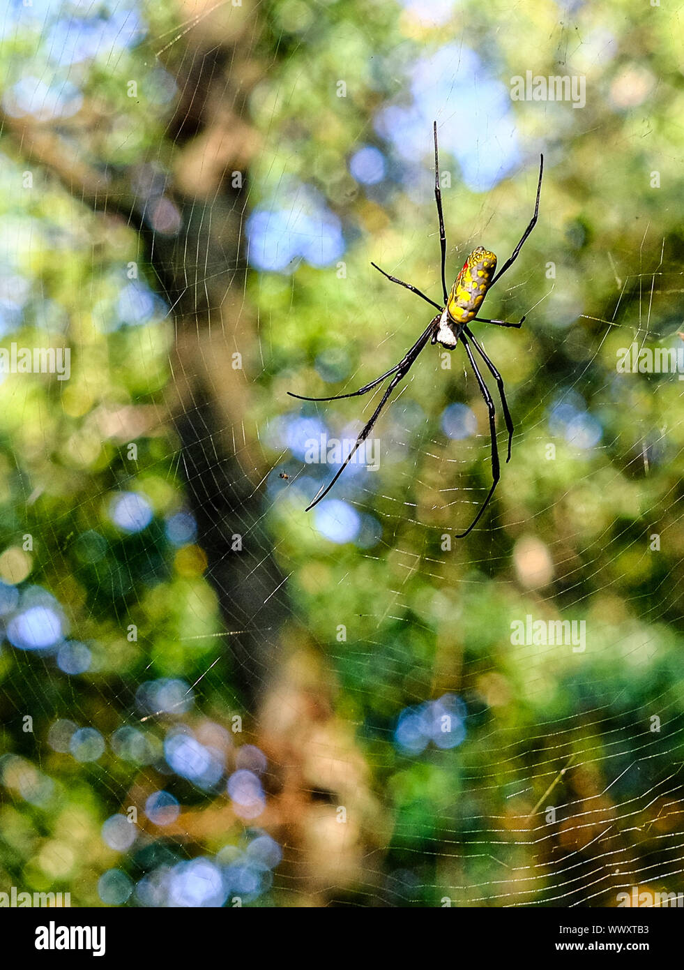 Orb Weaver Spider Stock Photo - Alamy