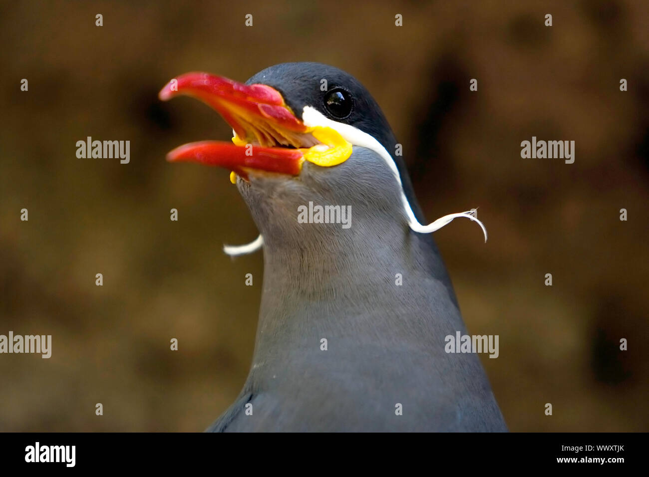 The beautiful face of an Inca Tern Stock Photo - Alamy