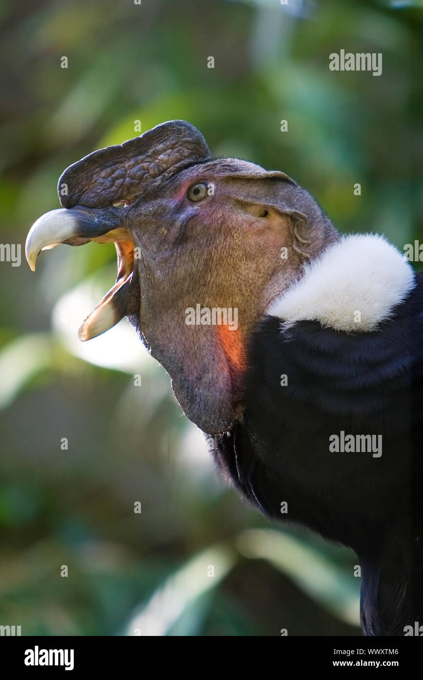 Face condor hi-res stock photography and images - Alamy