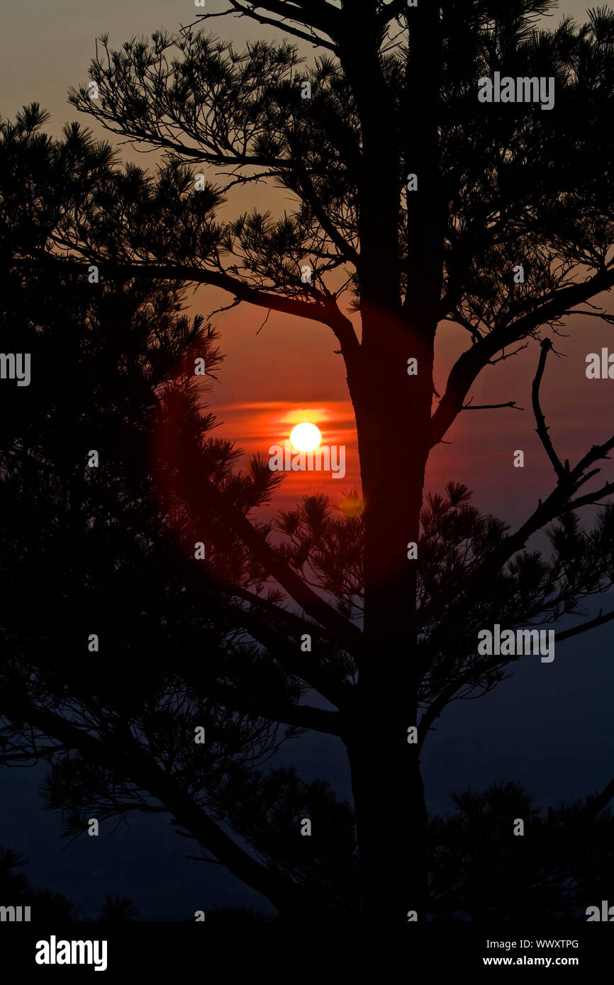 A beautiful red with yellow sunset behind a pine tree showing its ...