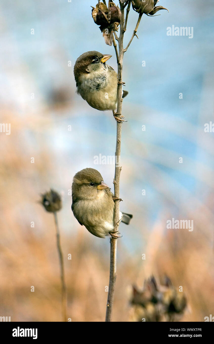 Sparrows and finches hi-res stock photography and images - Alamy