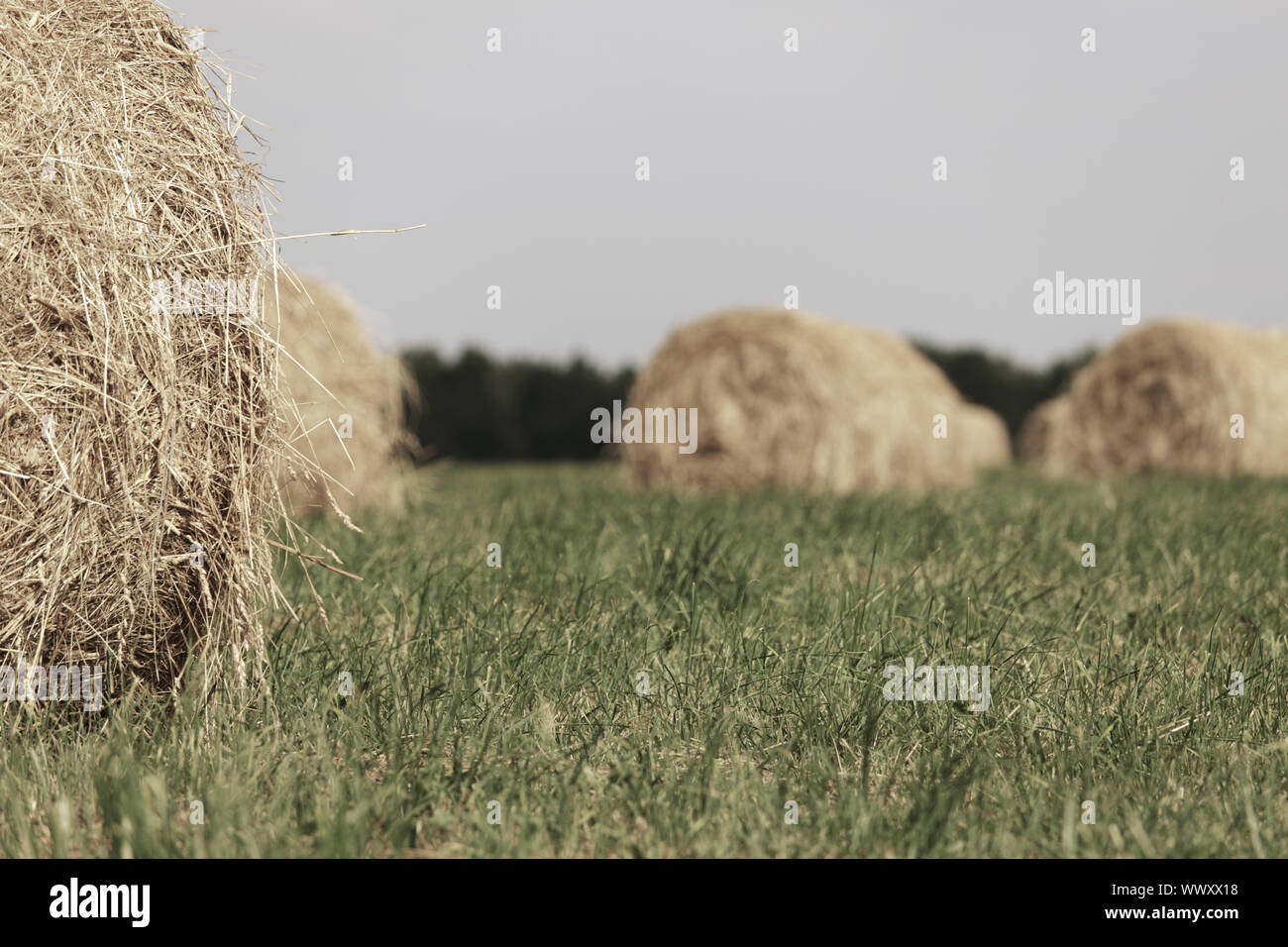 Rolling haystack on summer field Stock Photo - Alamy