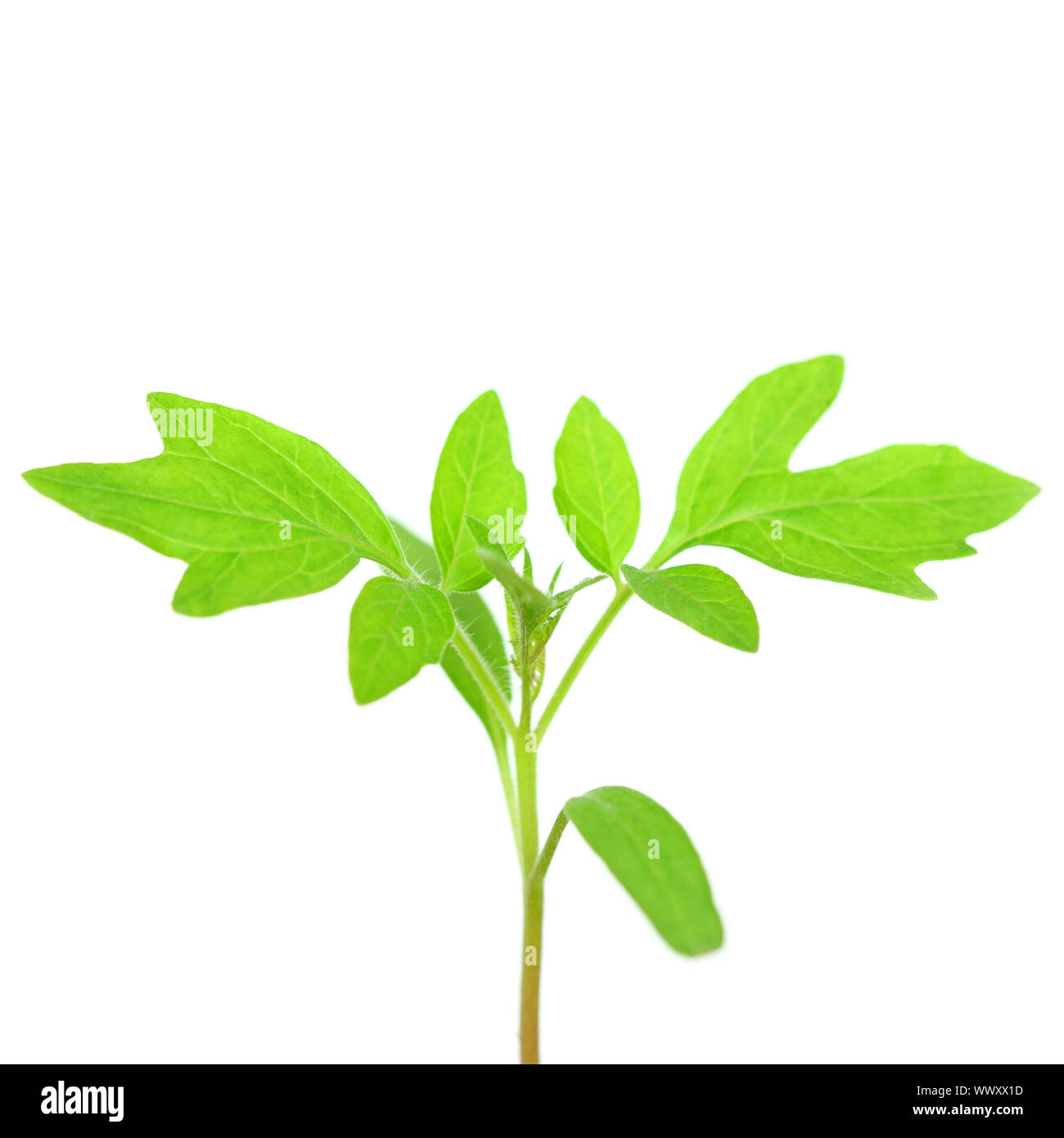 plant of tomato isolated on white Stock Photo - Alamy
