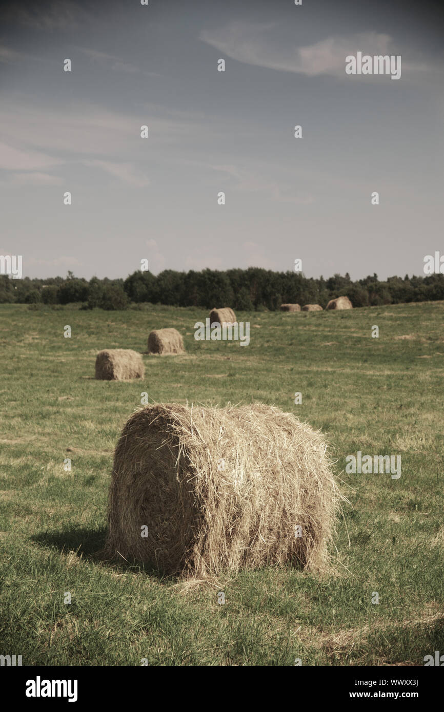 Rolling haystack on summer field Stock Photo - Alamy