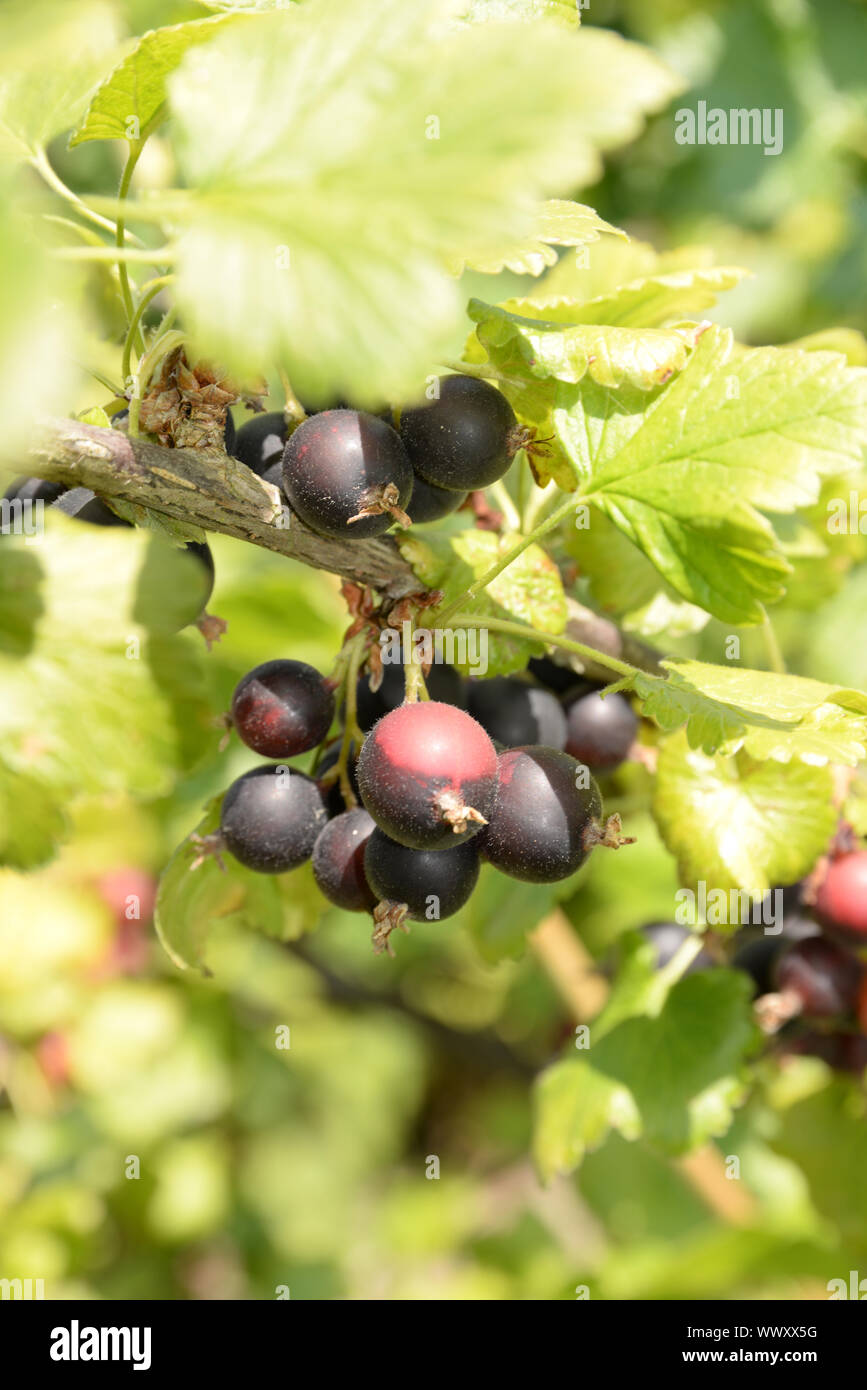 Josta hi-res stock photography and images - Alamy