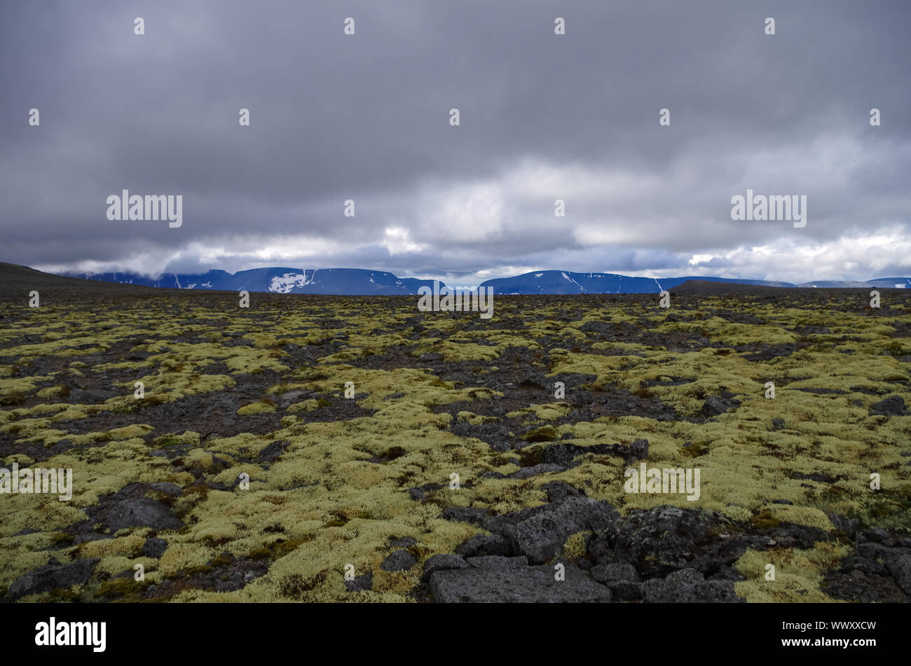 Mountain tundra with mosses and rocks covered with lichens, Hibiny ...