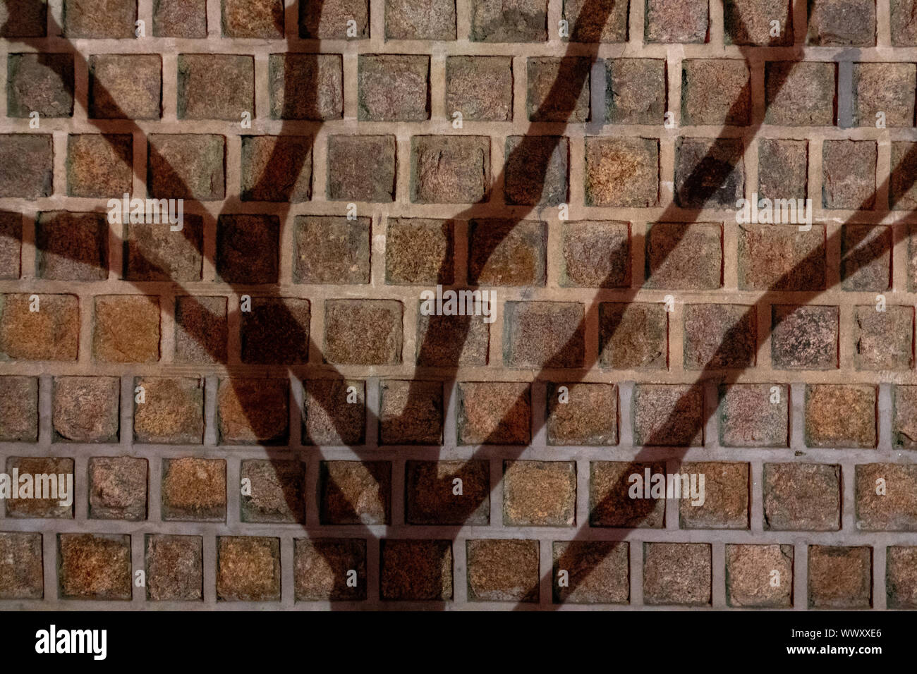 Tree cast shadow hi-res stock photography and images - Alamy