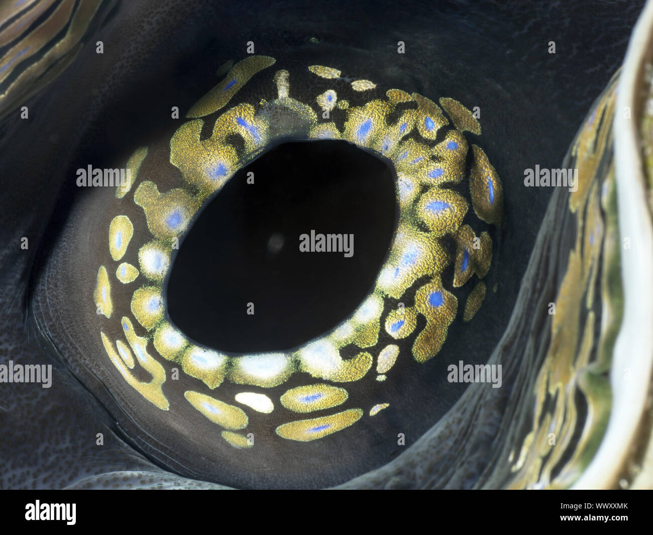 Eye of a giant clam Stock Photo - Alamy