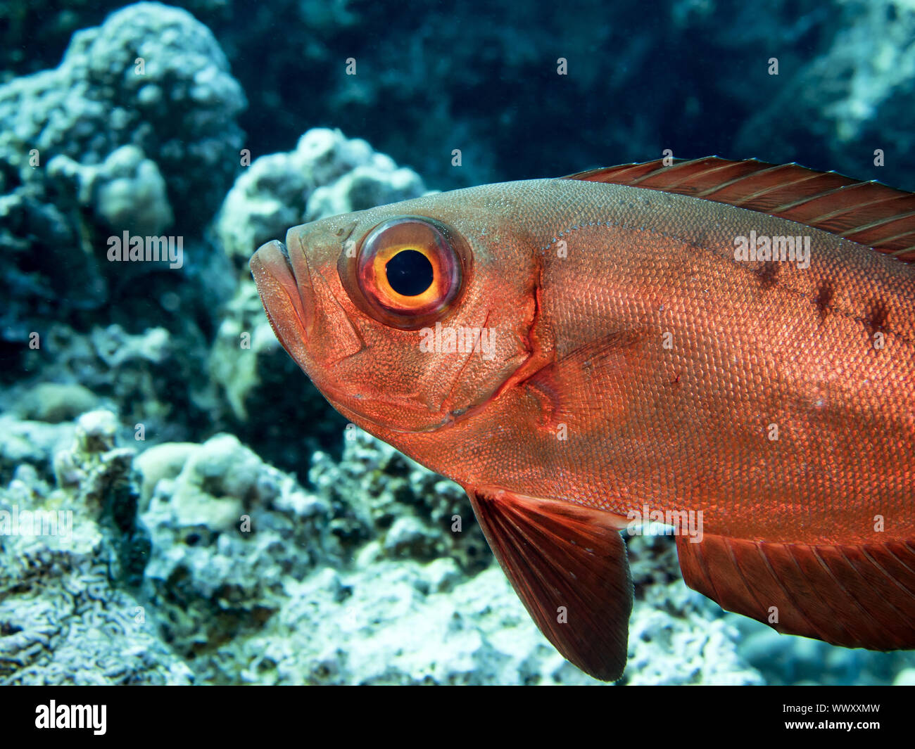 Arrow bigeye hi-res stock photography and images - Alamy