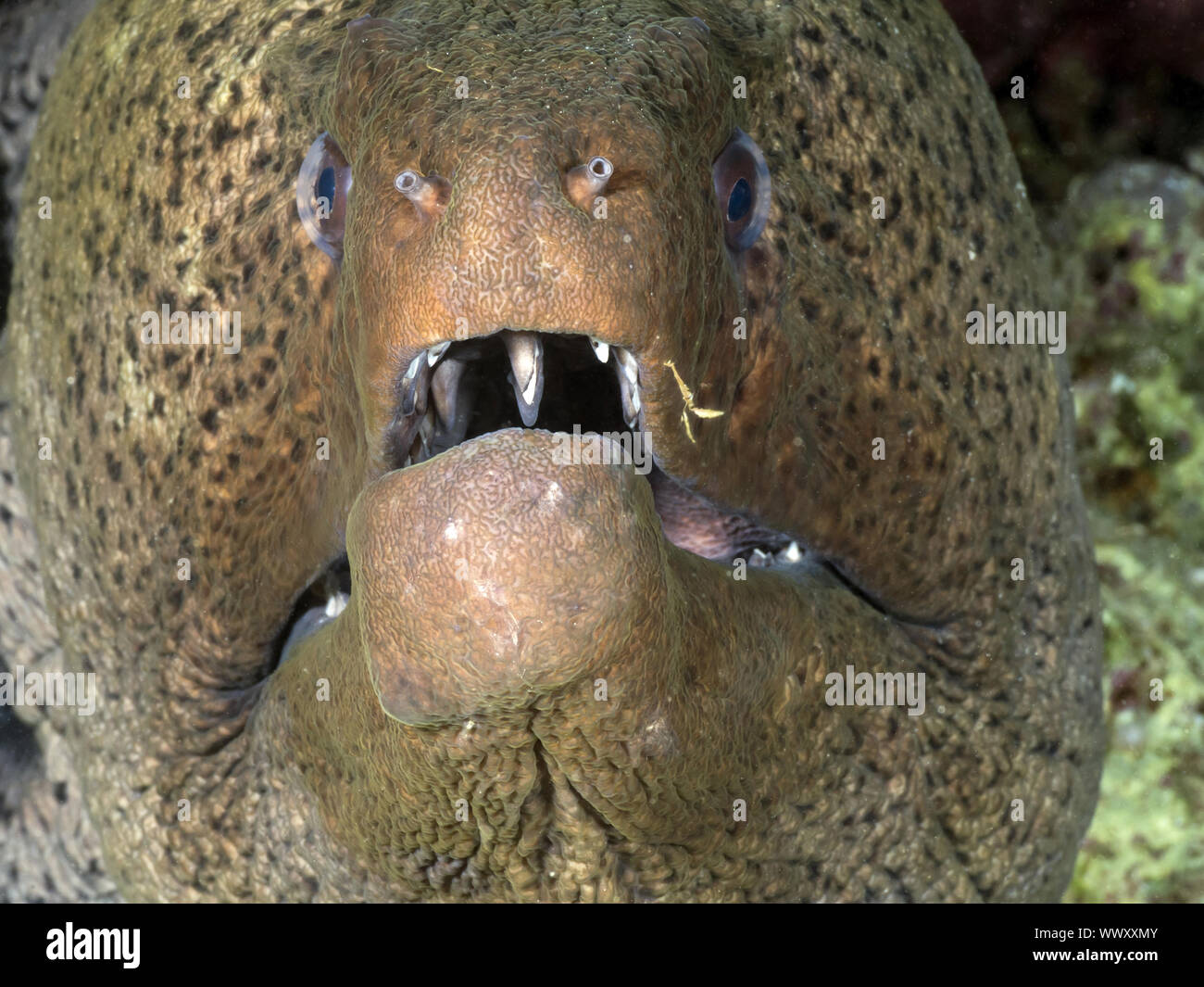 Morayeel hi-res stock photography and images - Alamy