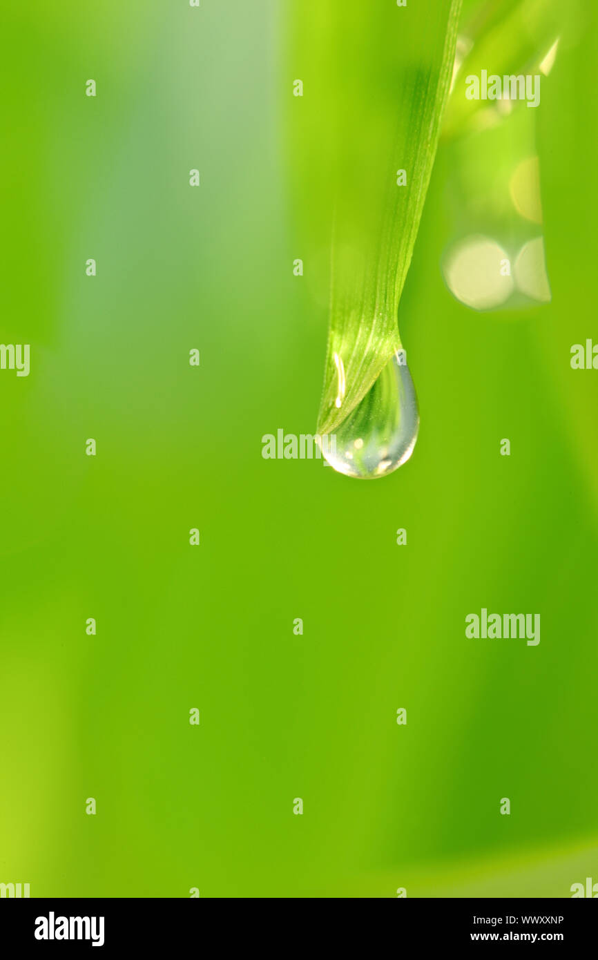 big water drop on grass blade Stock Photo - Alamy