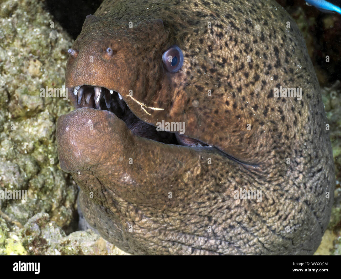 Moray underwater hi-res stock photography and images - Alamy