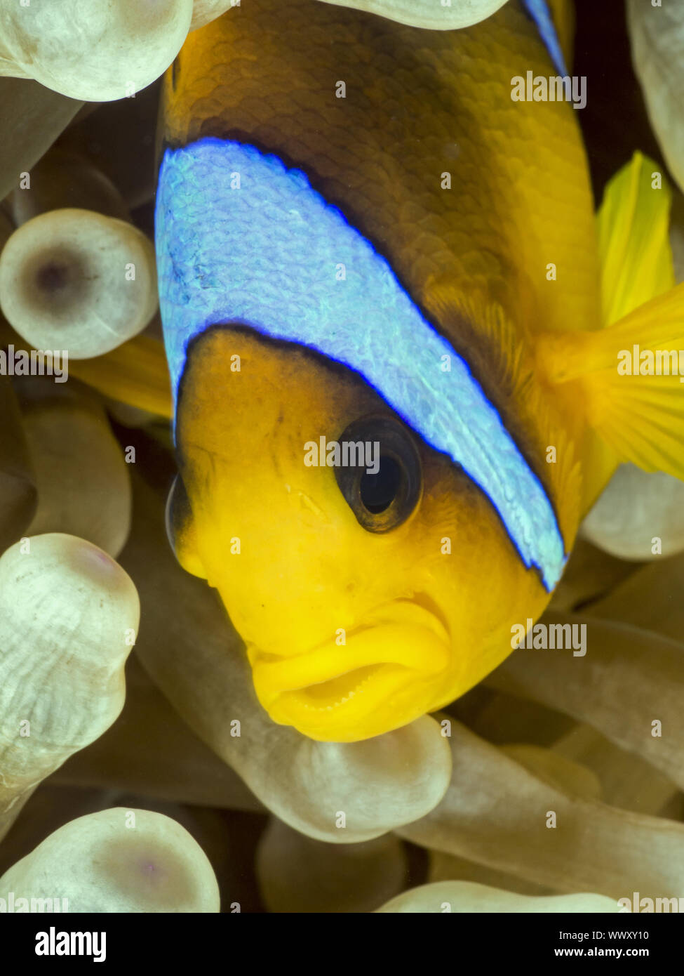 Portrait red sea anemonefish amphiprion hi-res stock photography and ...