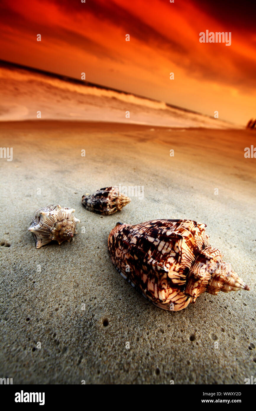 shell on sand under sunset sky Stock Photo - Alamy