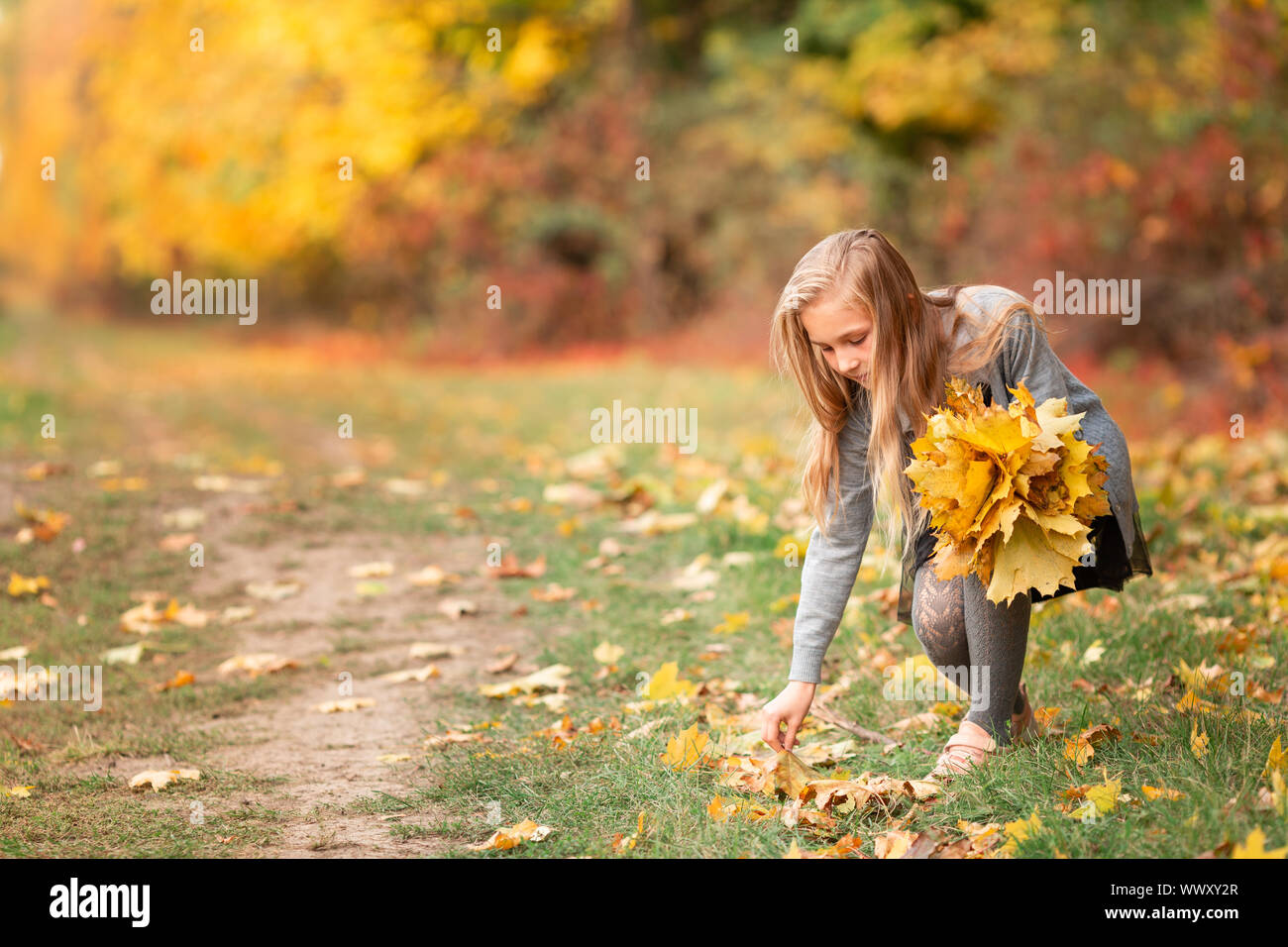 Beautiful little girl gathering autumn leaves in the park outdoor Stock ...