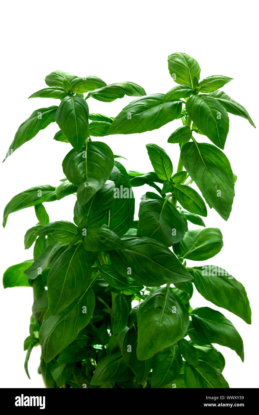 Bunch of young growing basil against Stock Photo - Alamy