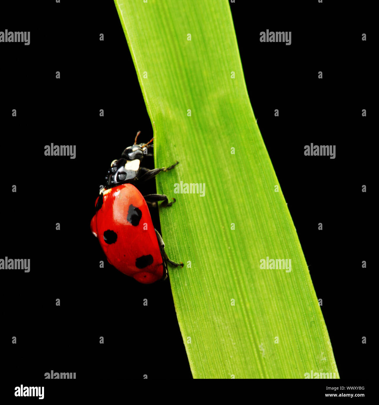 ladybug on grass isolated black background Stock Photo - Alamy