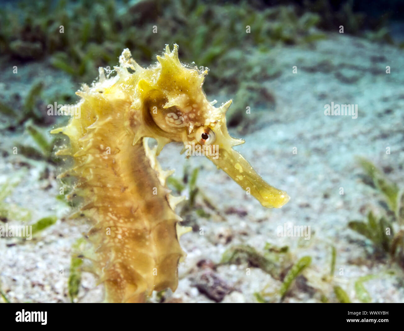 Seahorse close up hi-res stock photography and images - Alamy
