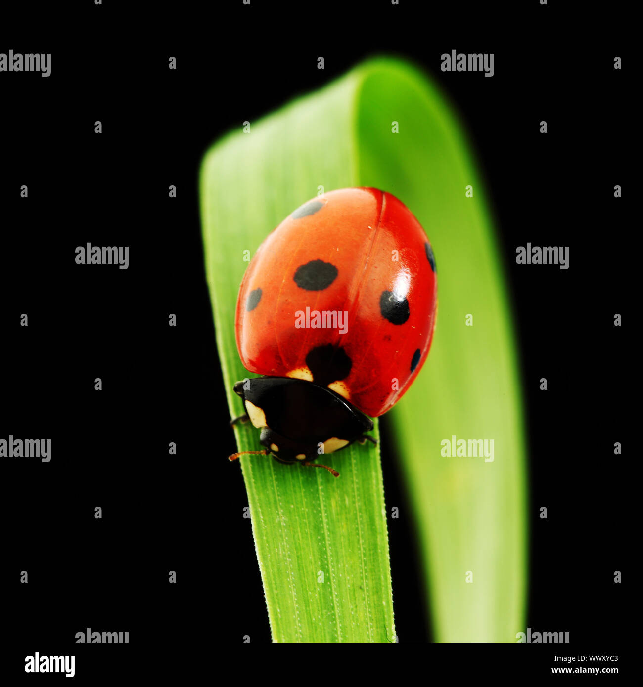 ladybug on grass isolated black background Stock Photo - Alamy