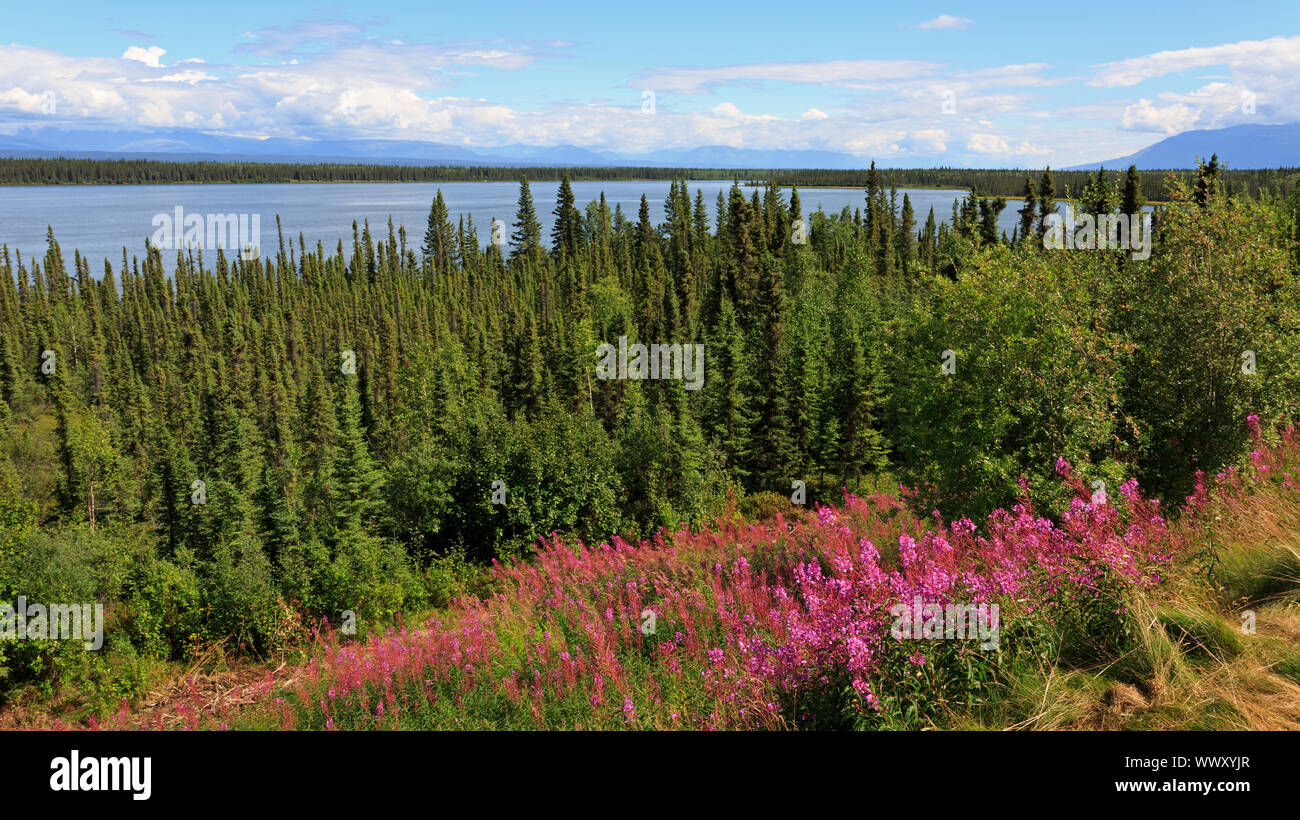 Fluss alaska hi-res stock photography and images - Alamy