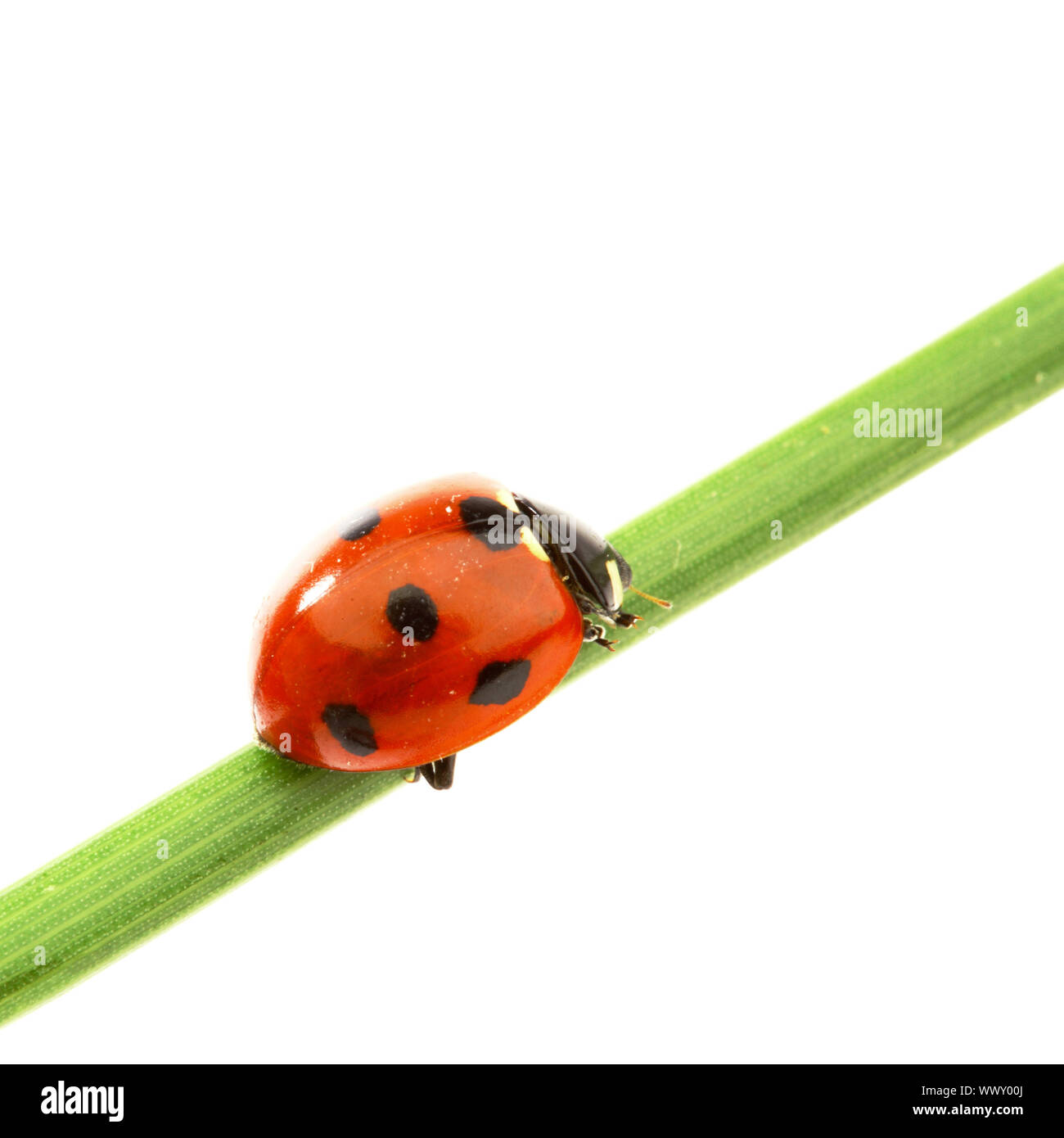 ladybug on green grass isolated white background Stock Photo - Alamy