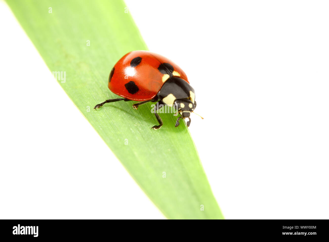 ladybug on green grass isolated white background Stock Photo - Alamy