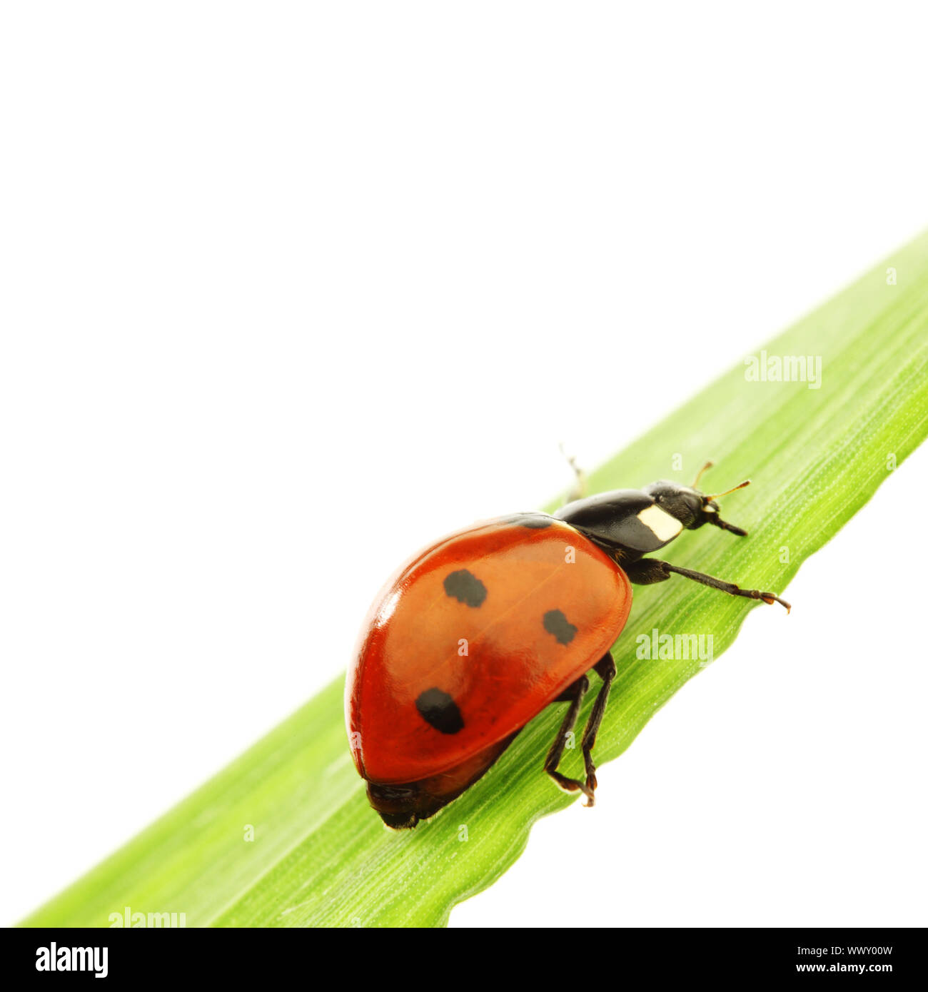 ladybug on green grass isolated white background Stock Photo - Alamy
