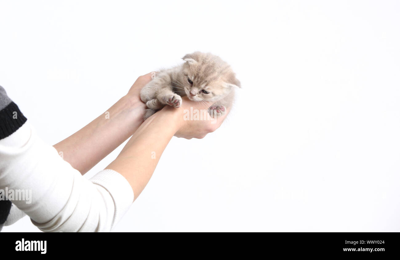 cat in hands isolated on white background Stock Photo - Alamy