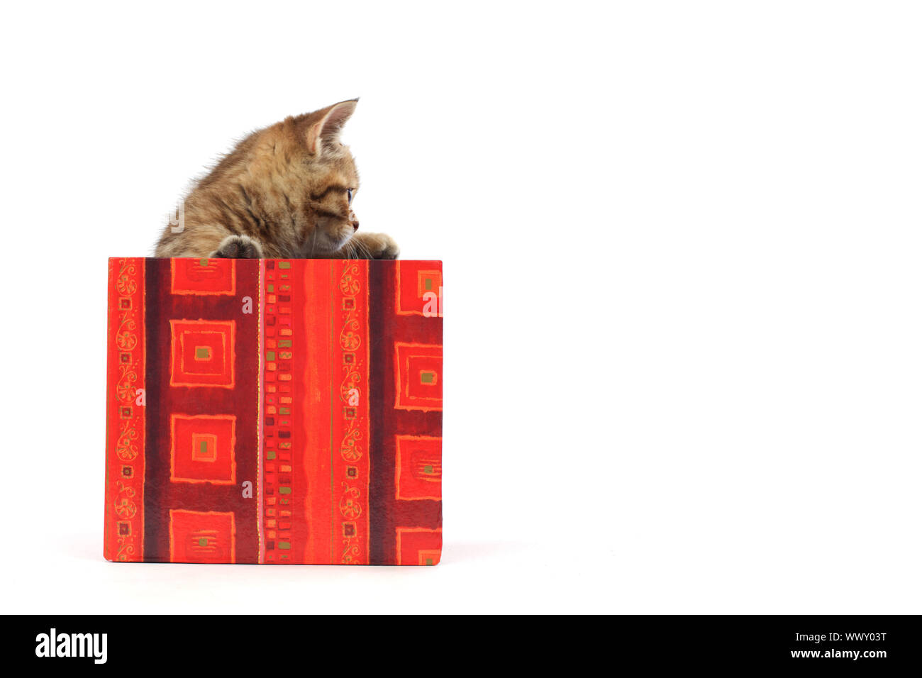 cat in gift box isolated on white background Stock Photo - Alamy