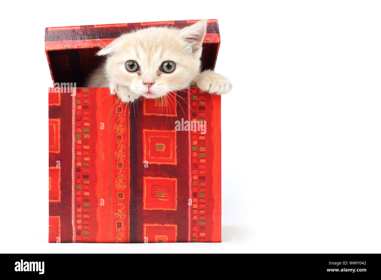 cat in gift box isolated on white background Stock Photo - Alamy
