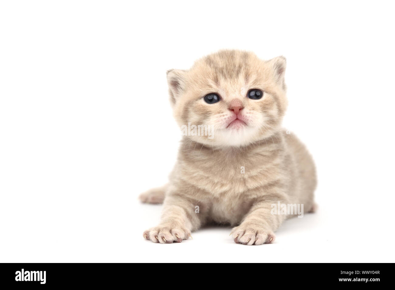 cat isolated on white background Stock Photo - Alamy