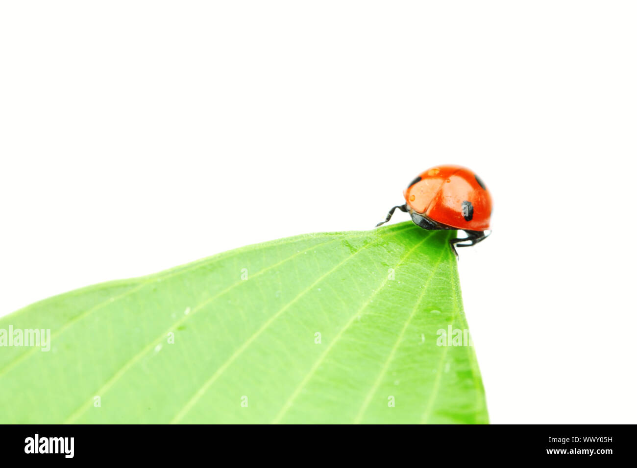 ladybug on leaf isolated on white Stock Photo - Alamy