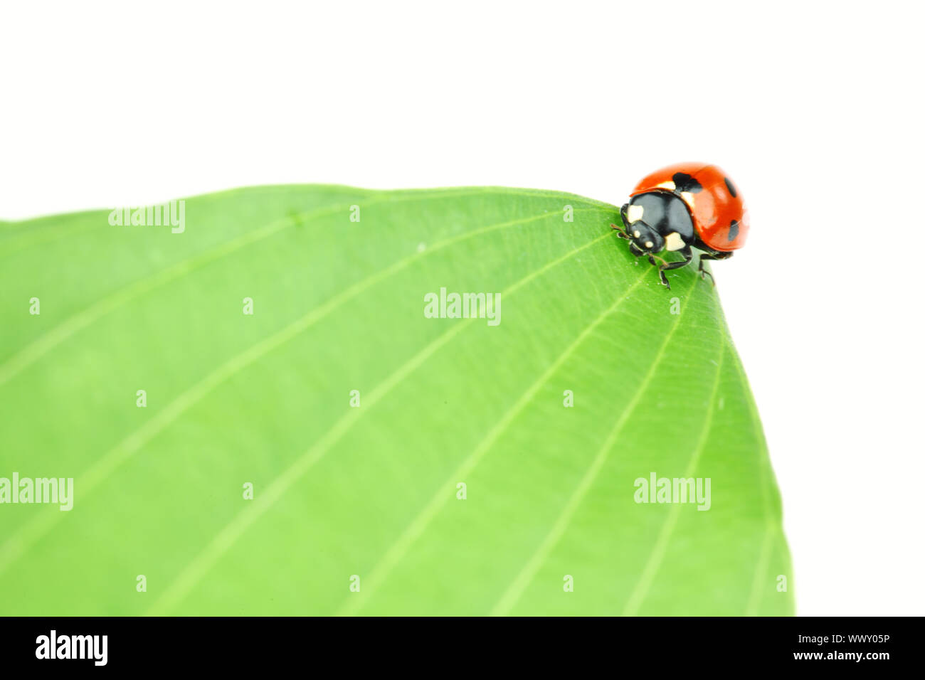 ladybug on leaf isolated on white Stock Photo - Alamy